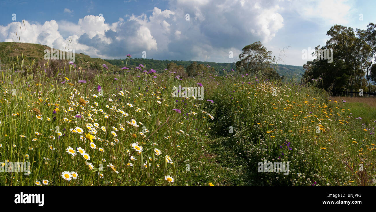 Marina di Zambrone Calabria Mediterranean Italy meadow flowers blossom ...