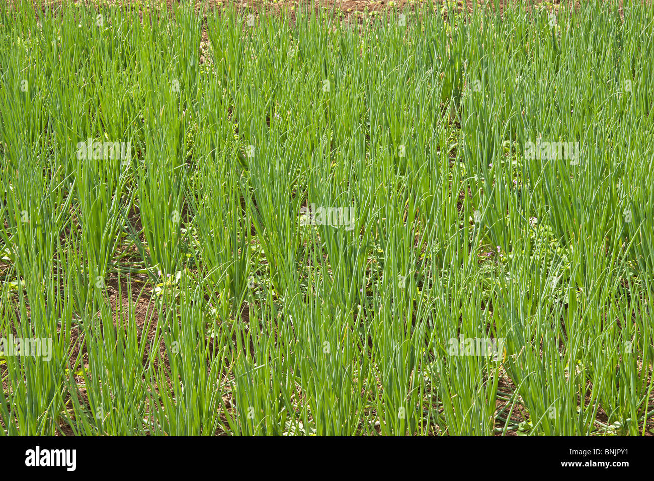 Green shallots hi-res stock photography and images - Alamy