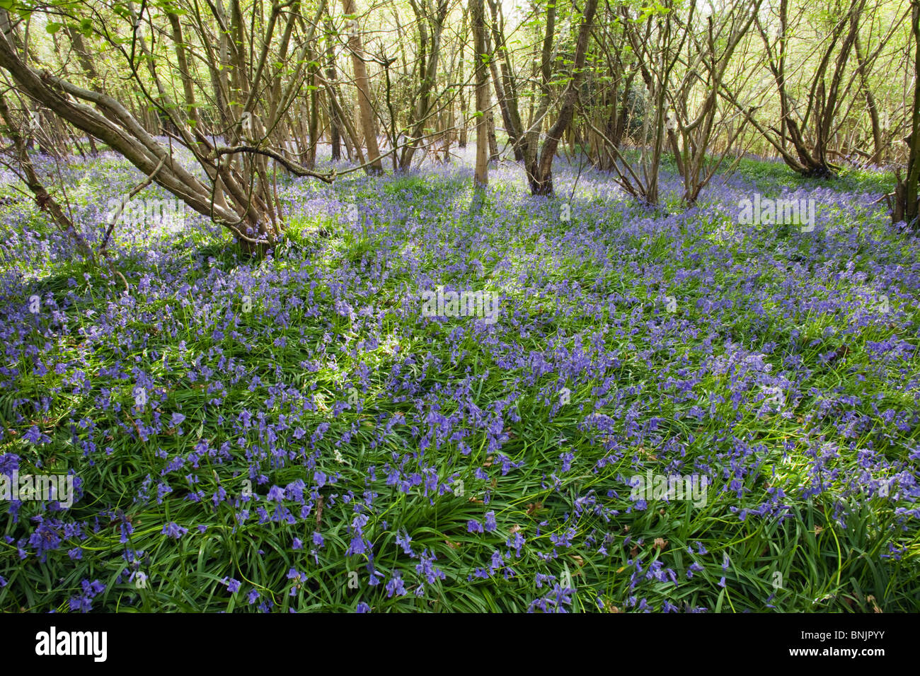 UK United Kingdom Great Britain Britain England Kent Spring Springtime ...