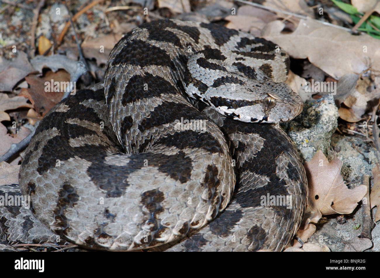 Viper vipers adder adders Ottoman viper Montivipera xanthina snake ...