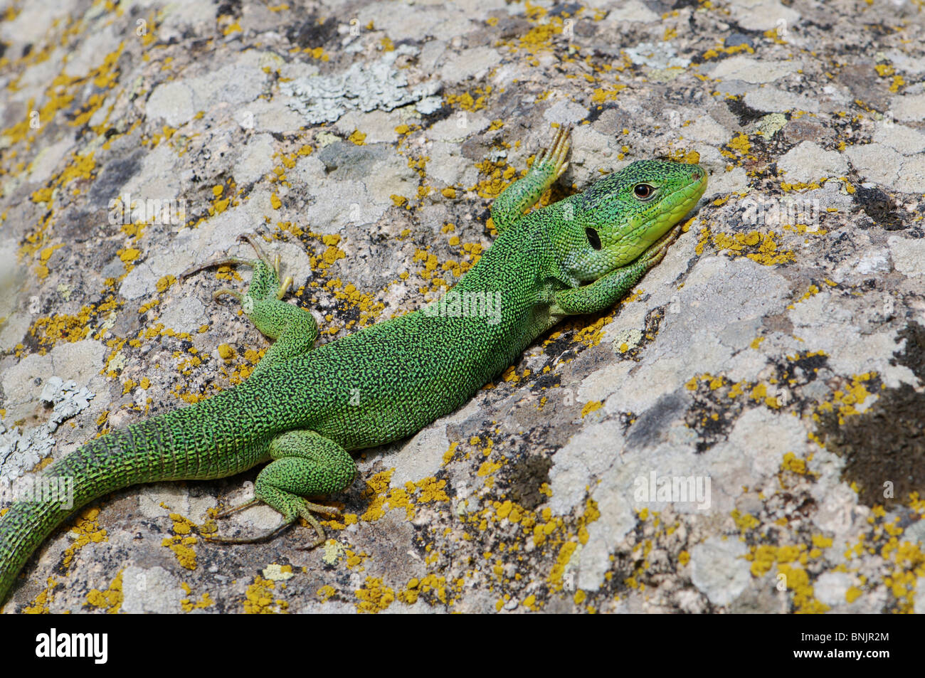 Lizard lizards Balkan green lizard green lizard Lacerta trilineata ...
