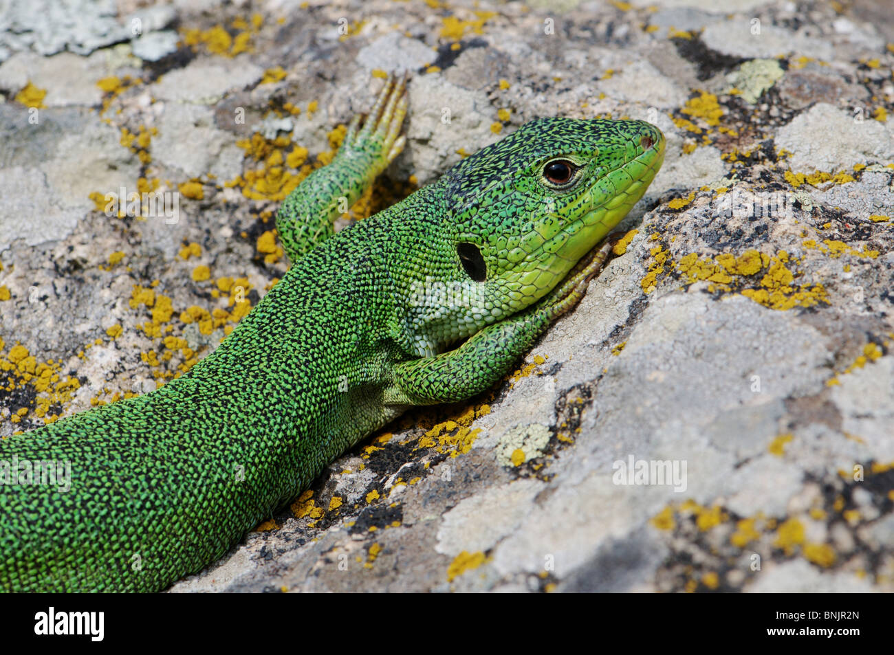 Balkan green lizards hi-res stock photography and images - Alamy