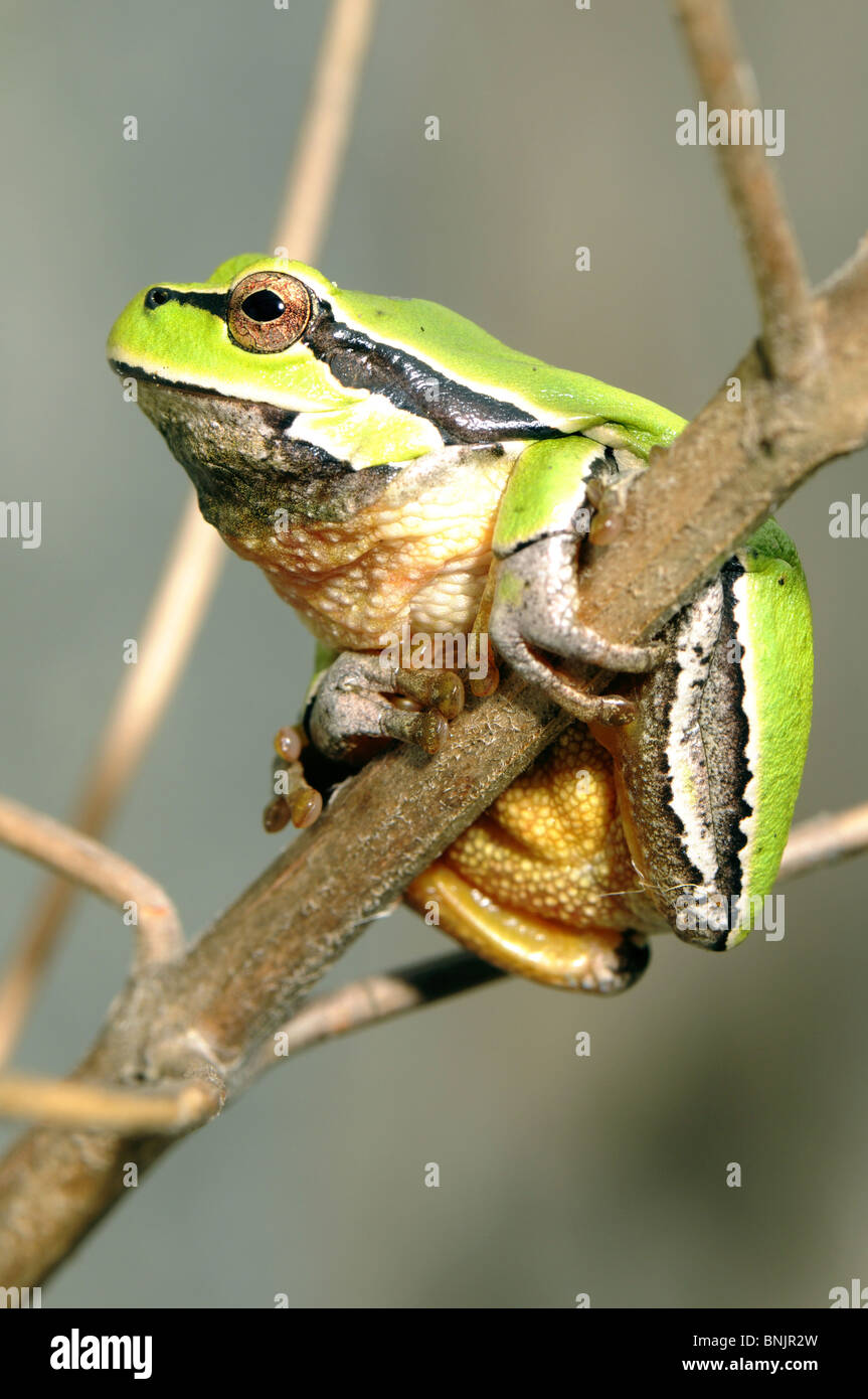 Frog frogs tree frog tree frogs Hyla arborea amphibian general view ...