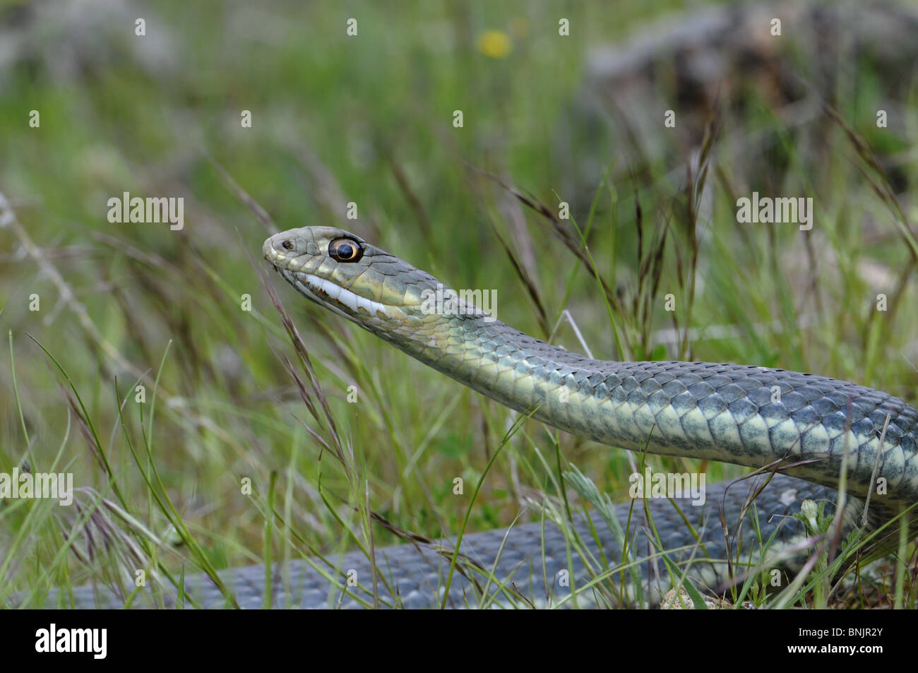 Back-fanged snake Montpellier snake Eastern Montpellier snake Malpolon ...