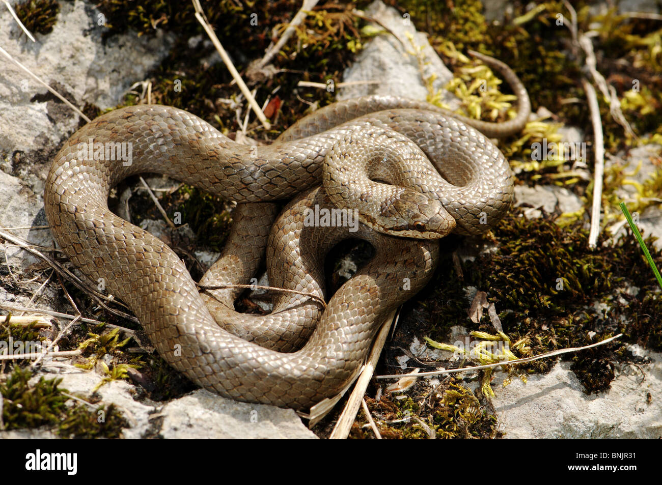 smooth snake Coronella austriaca snake snakes reptile reptiles general ...