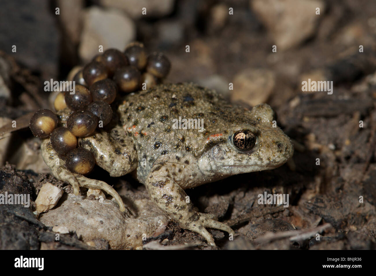toad toads midwife toad Alytes obstetricans Amphibian Amphibians brood ...