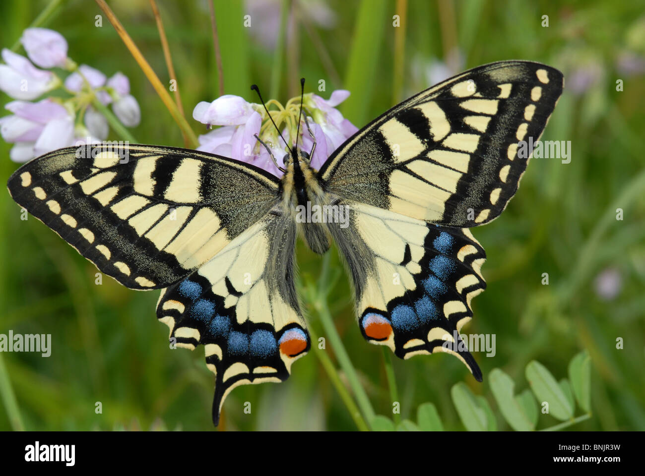 Swallowtail Papilio machaon butterfly butterflies insect insects ...