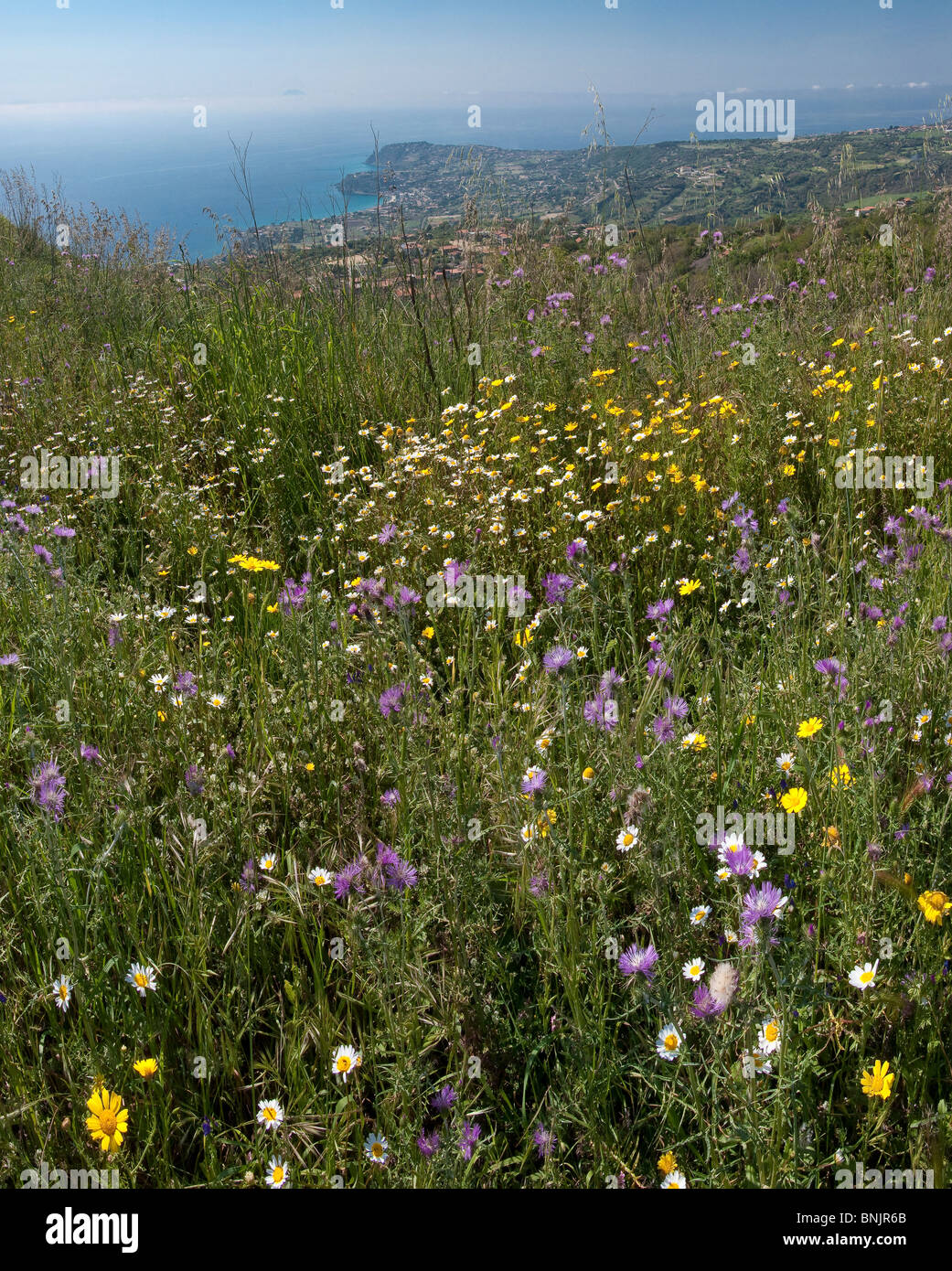 Monte Poro Calabria Mediterranean Italy meadow flower meadow vegetation ...