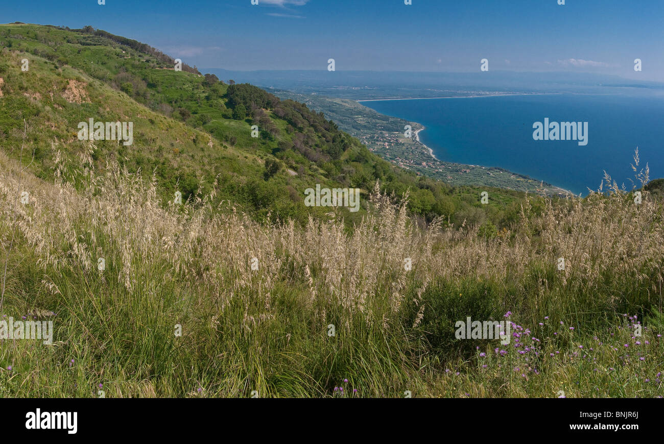 Monte Poro Calabria Mediterranean Italy meadow flower meadow vegetation ...