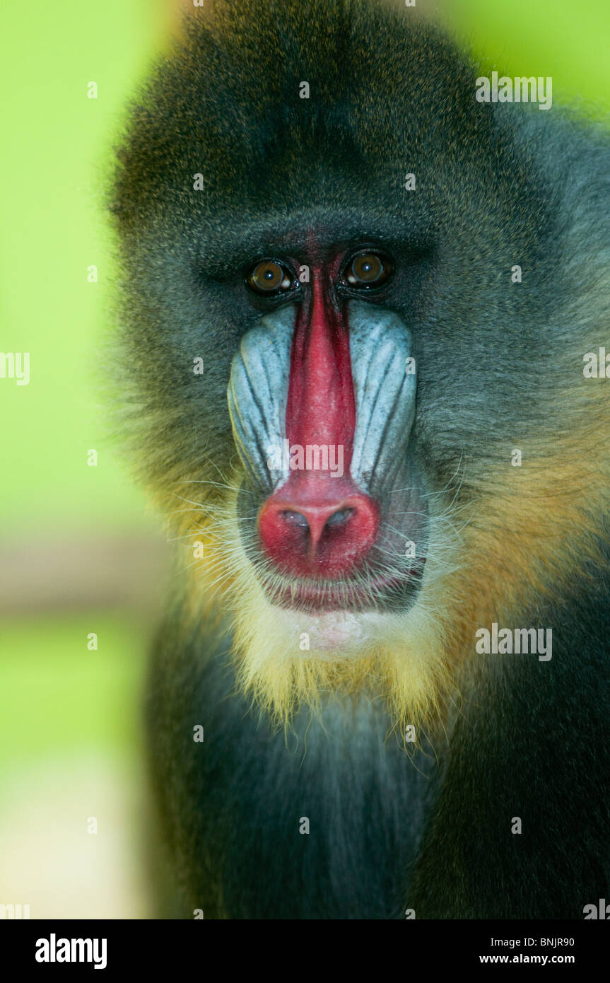 Baboon standing up hi-res stock photography and images - Alamy