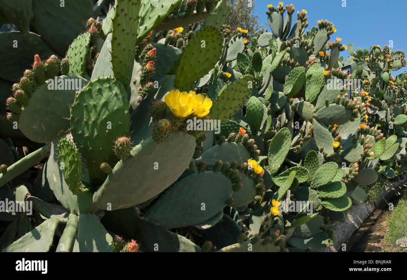 Vaticano hi-res stock photography and images - Alamy