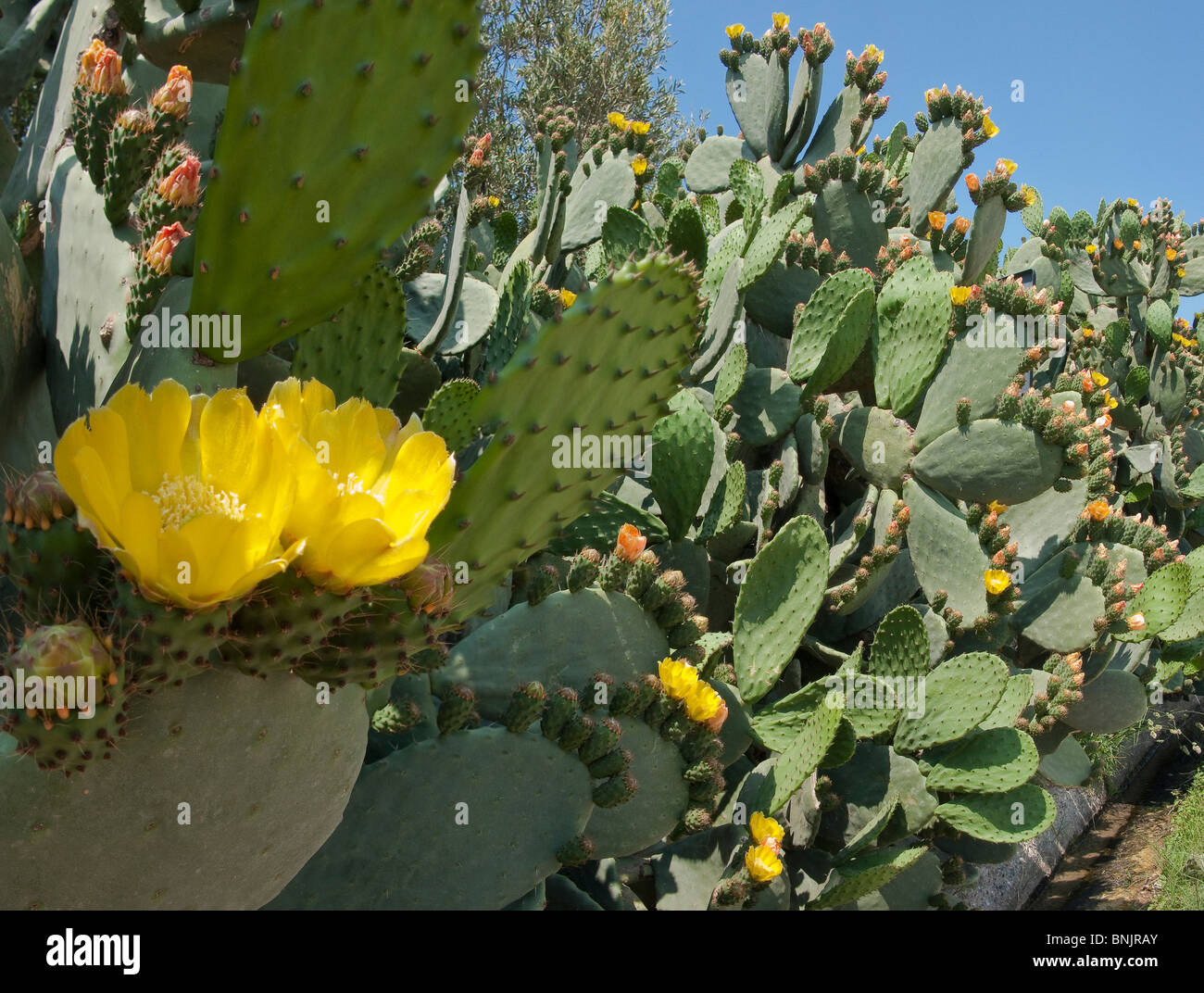 Vaticano hi-res stock photography and images - Alamy