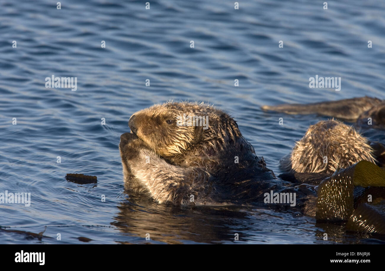 Sea Otter in Praying Position Stock Photo - Alamy