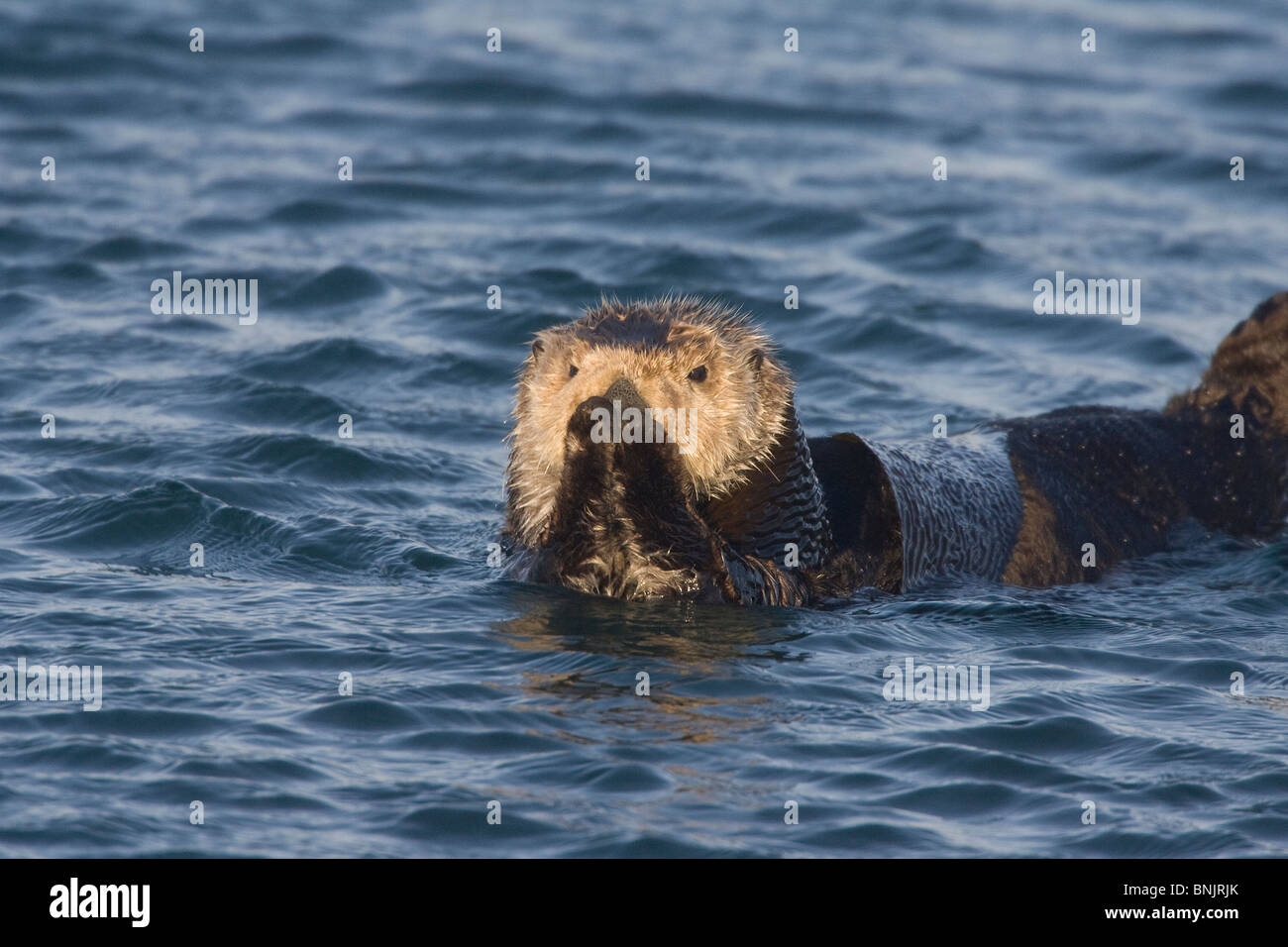 Praying Otter High Resolution Stock Photography and Images - Alamy