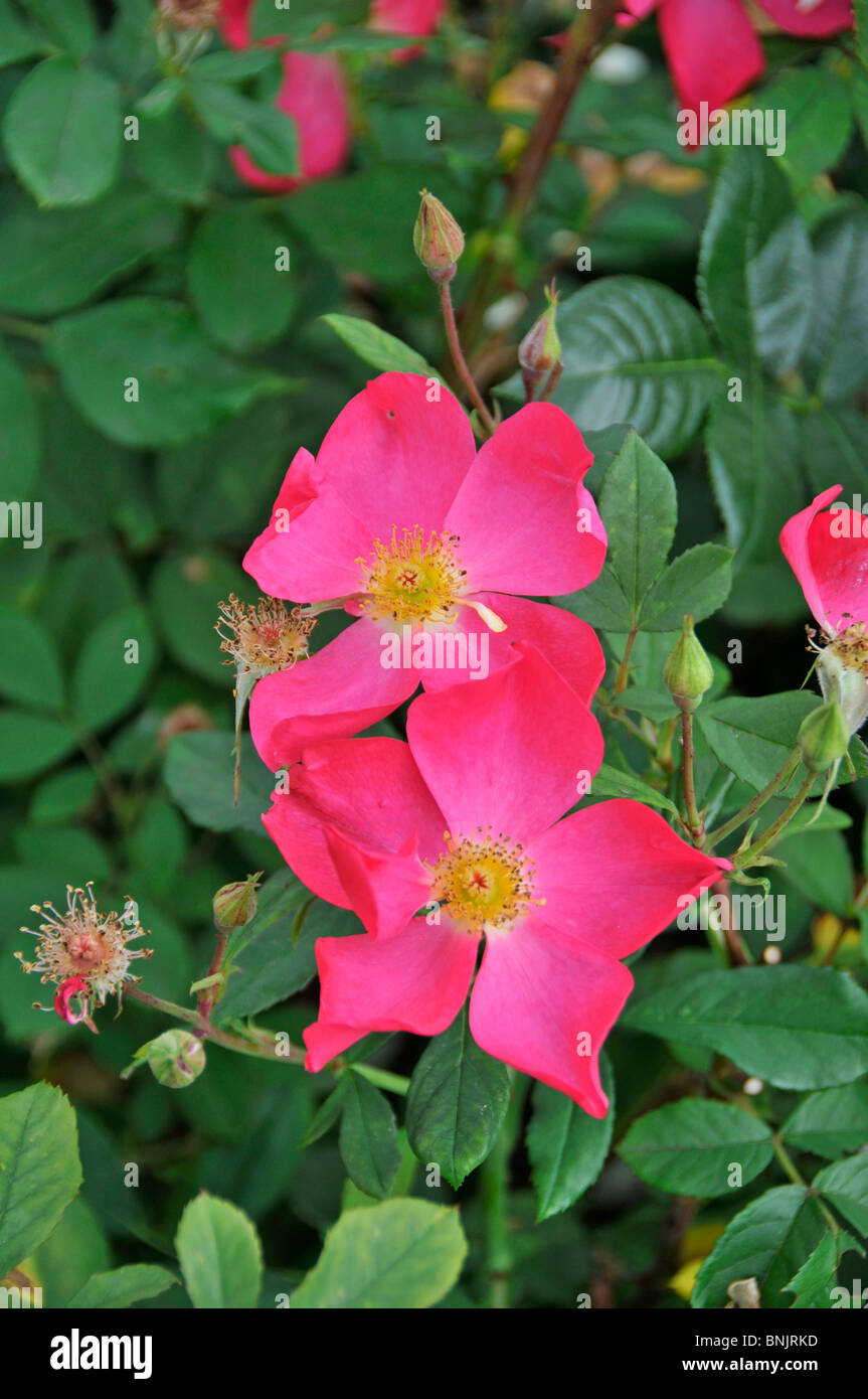 Rose: Rosa Rose of Picardy "Ausfudge Stock Photo - Alamy