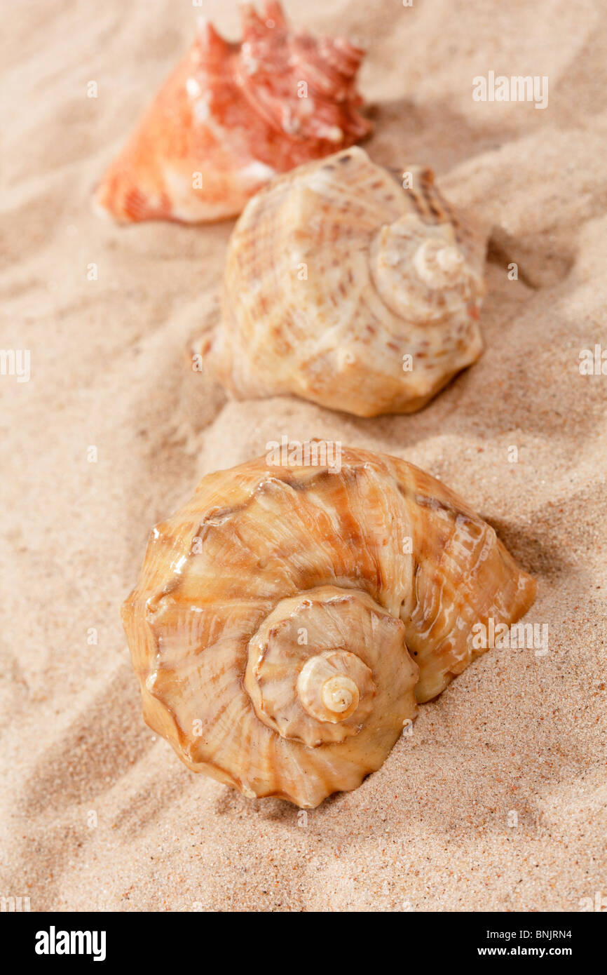 shells on the beach Stock Photo - Alamy