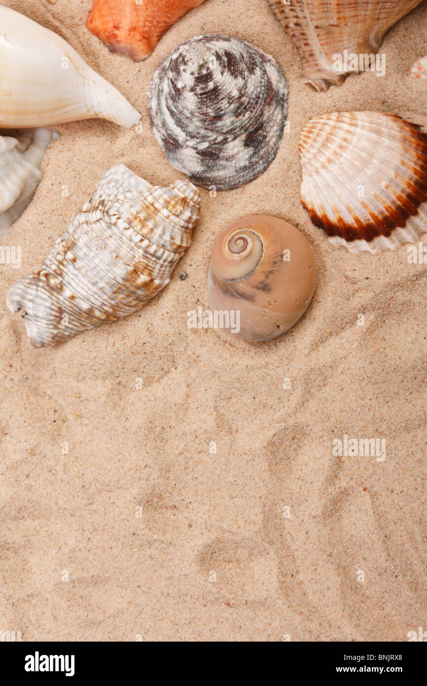 shells on the beach Stock Photo - Alamy