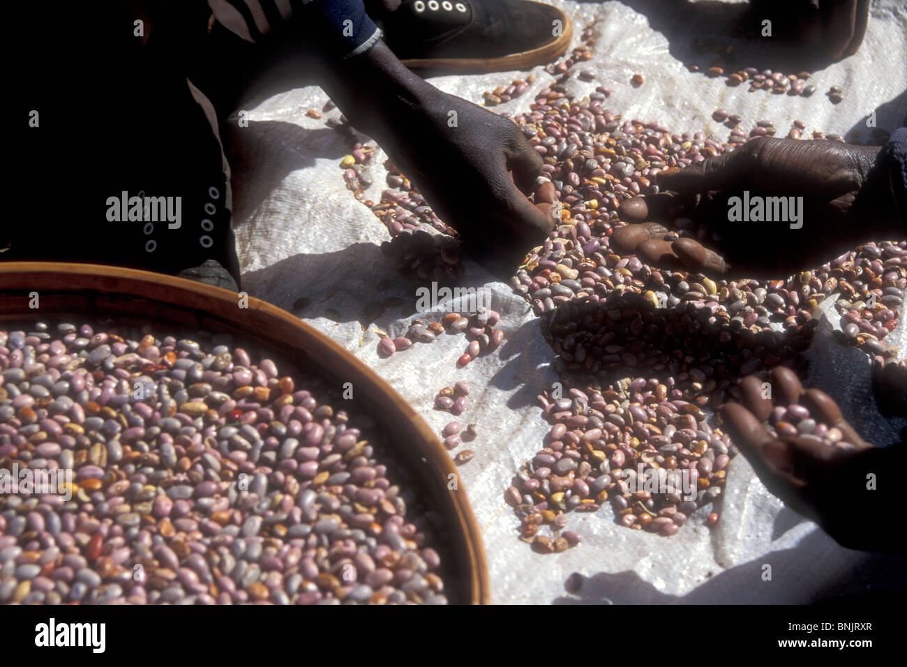 Brown speckled sugar beans being sorted on a farm in Zambia Stock Photo ...