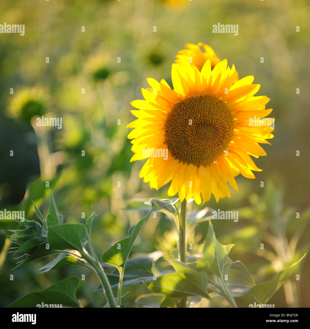 Sunflower. A colourful flower in back sunset light Stock Photo - Alamy