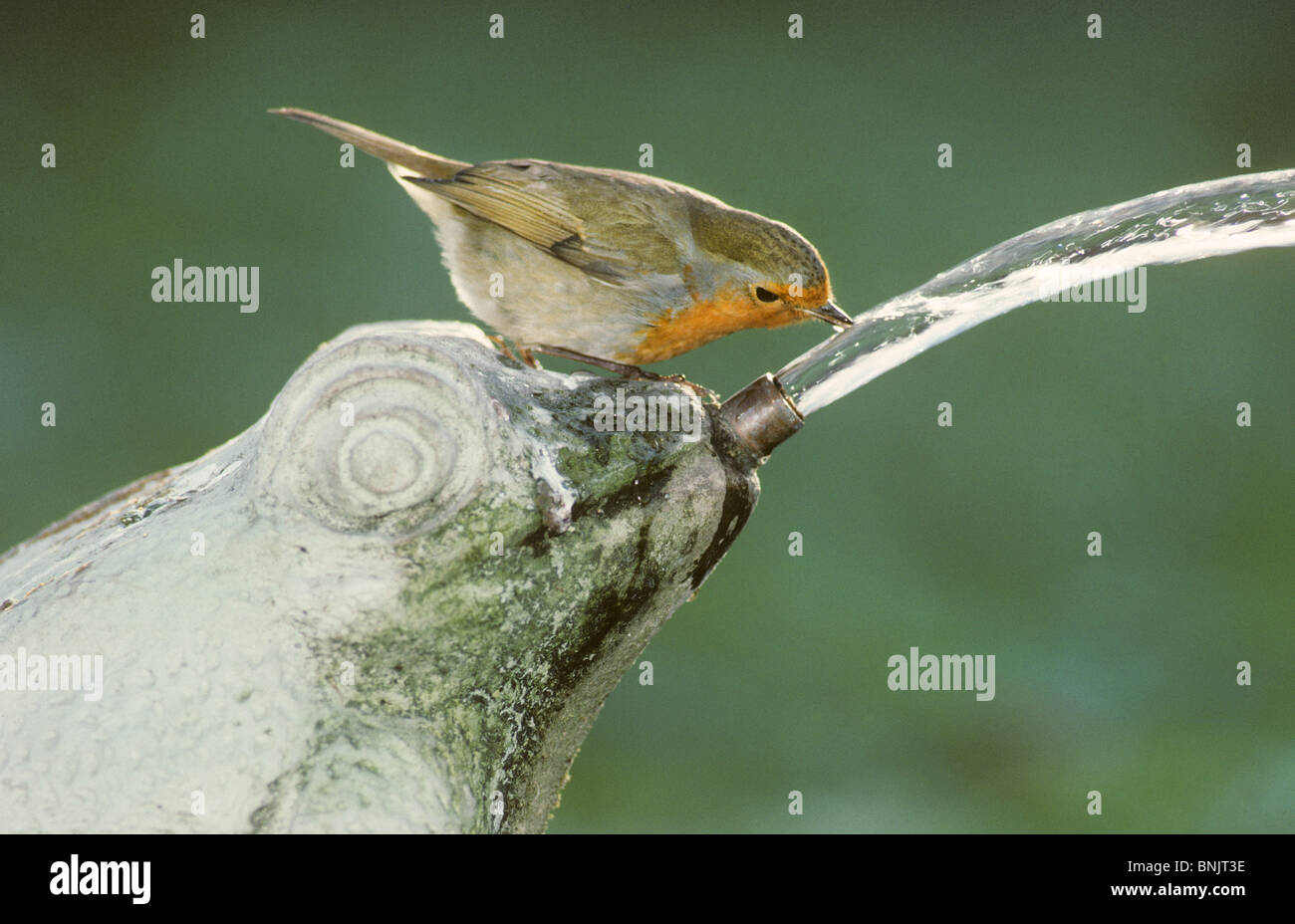 Robin fountain hi-res stock photography and images - Alamy