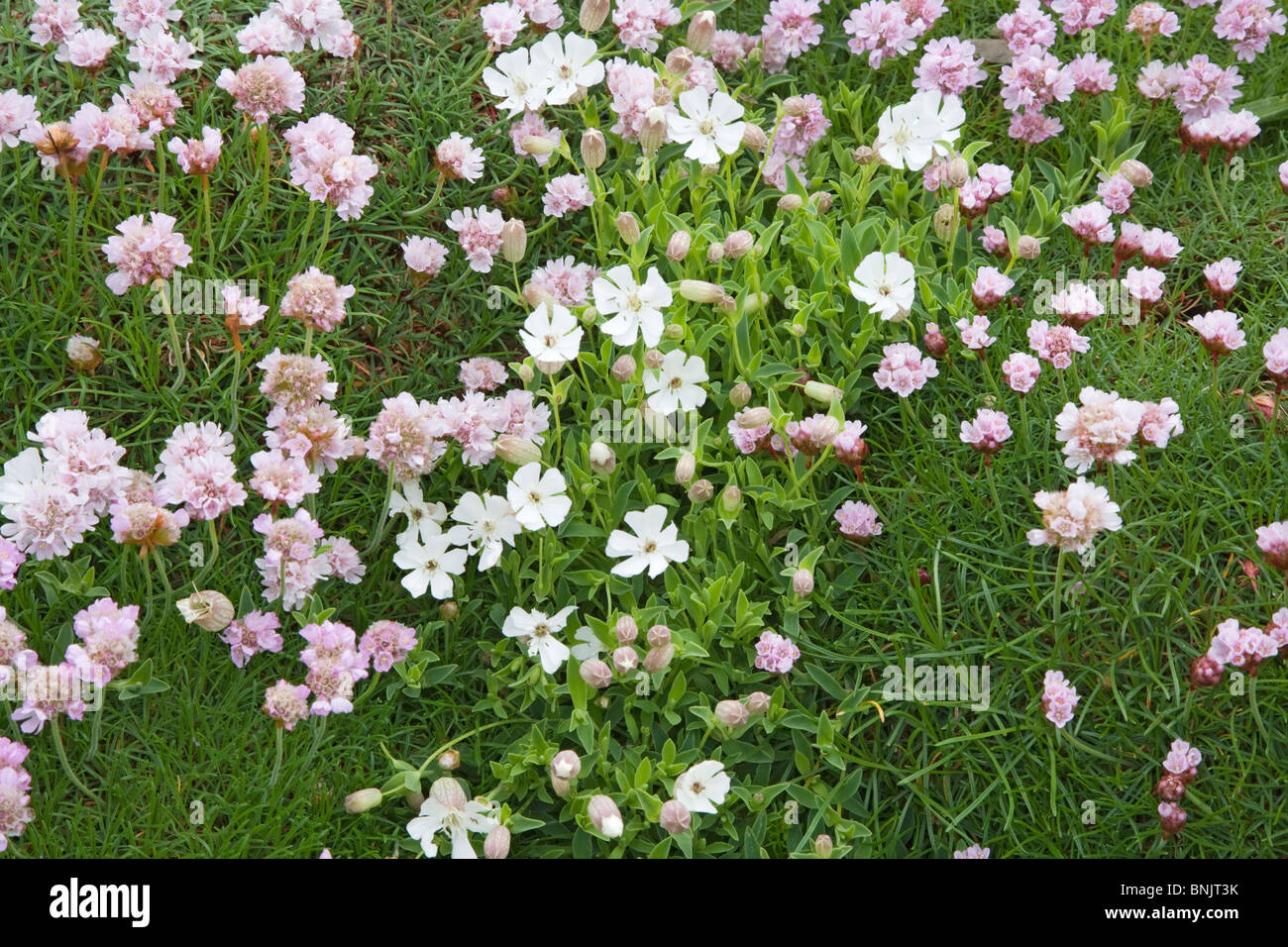 Sea Campion Stock Photos & Sea Campion Stock Images - Alamy
