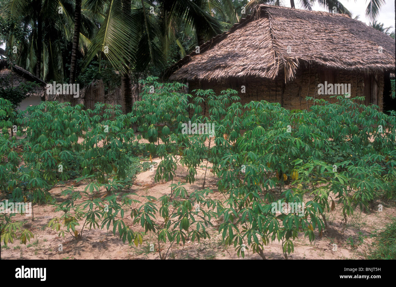 Cassava farm africa hi-res stock photography and images - Alamy