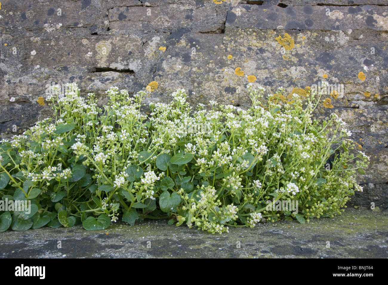 Cochlearia Officinalis High Resolution Stock Photography and Images - Alamy