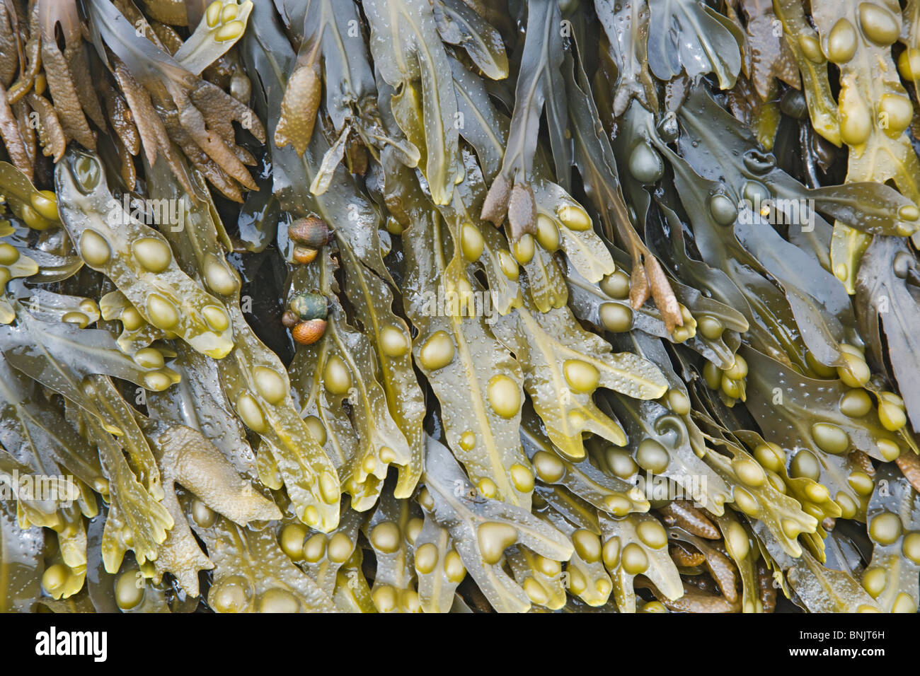 Knotted wrack algae hi-res stock photography and images - Alamy
