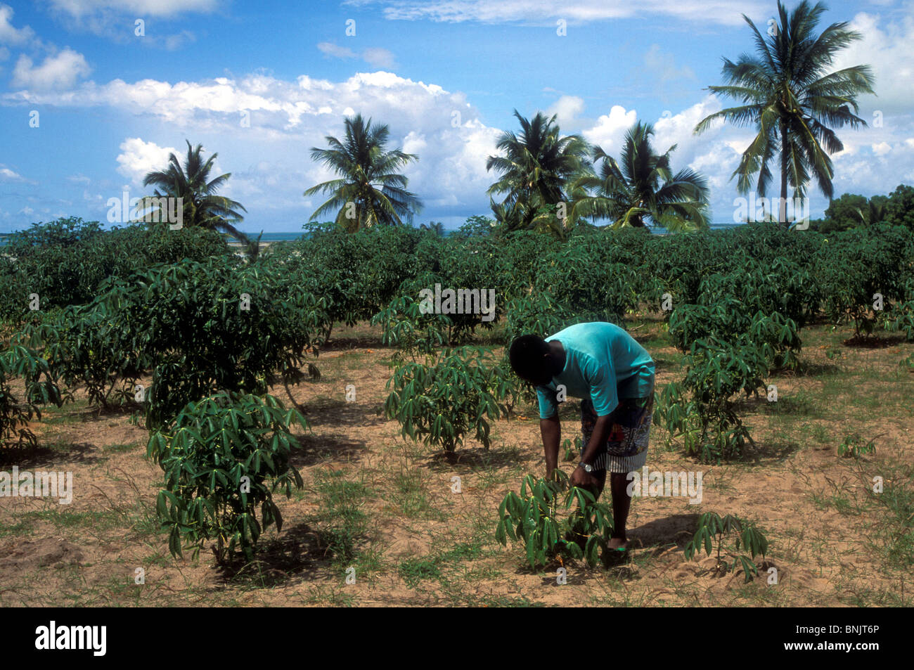 Cassava farm on Mafi`a Island, Indian Ocean, Tanzania Stock Photo - Alamy
