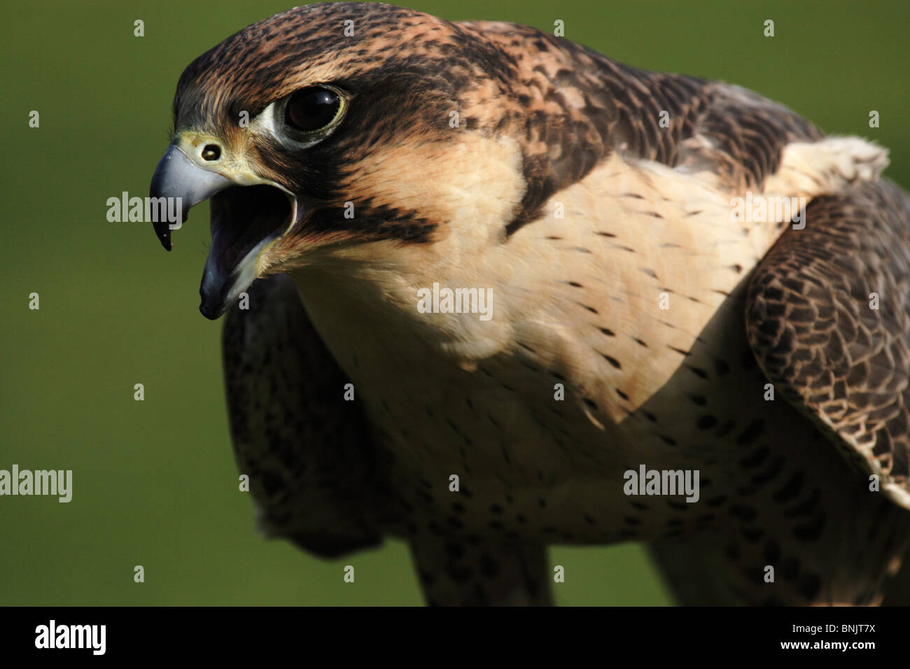 Falco peregrinus beak hi-res stock photography and images - Alamy