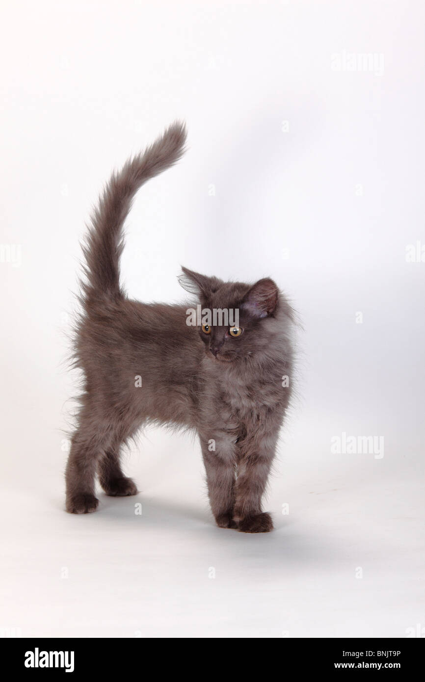 Kitten blue silver siberia hi-res stock photography and images - Alamy