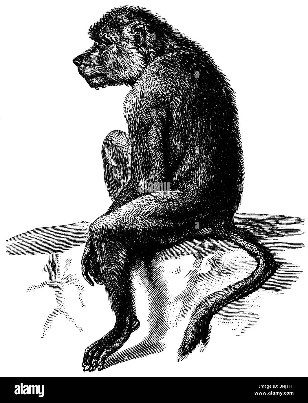 Babuin hi-res stock photography and images - Alamy