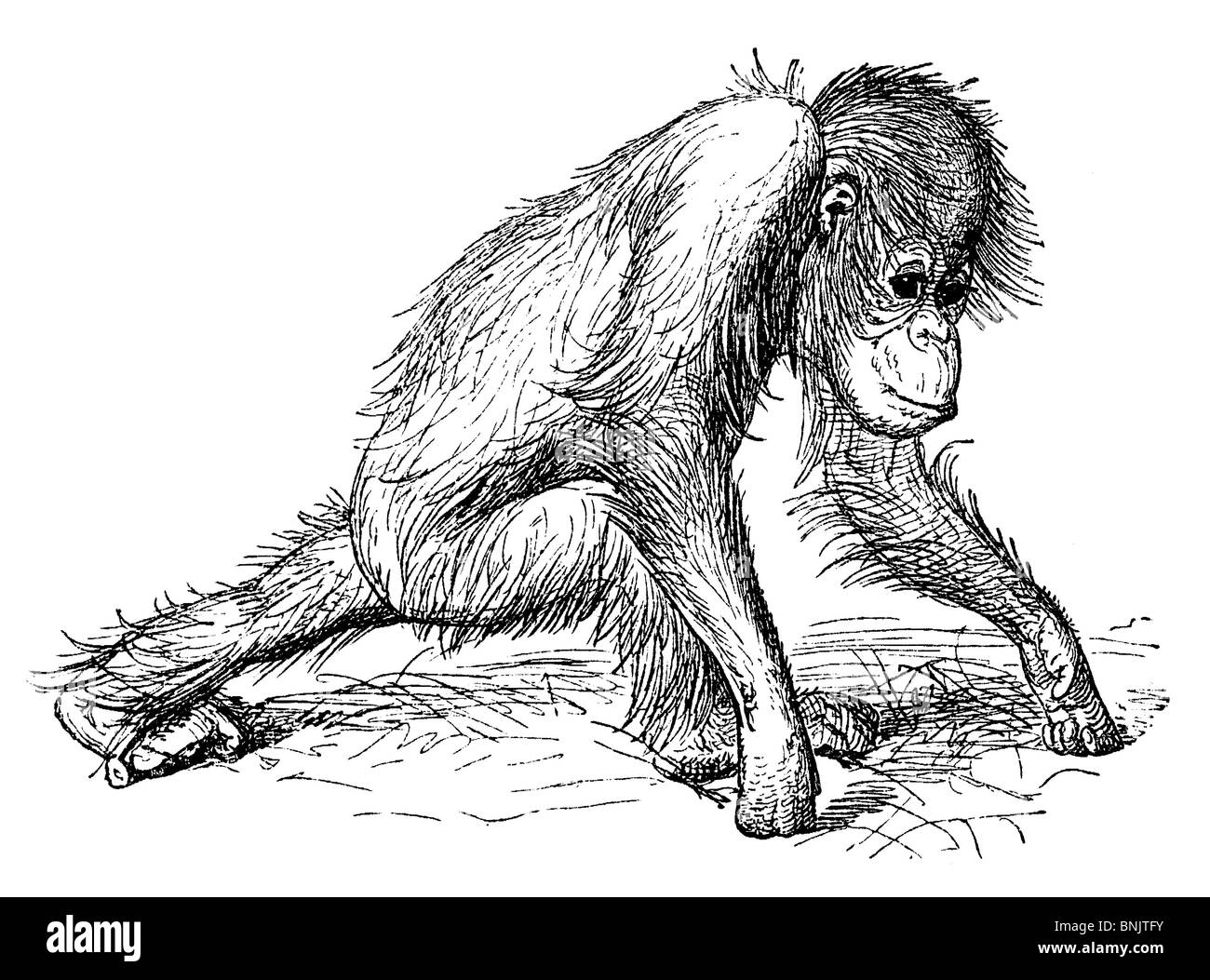 Orang-Utan, Pongo pygmaeus Stock Photo - Alamy