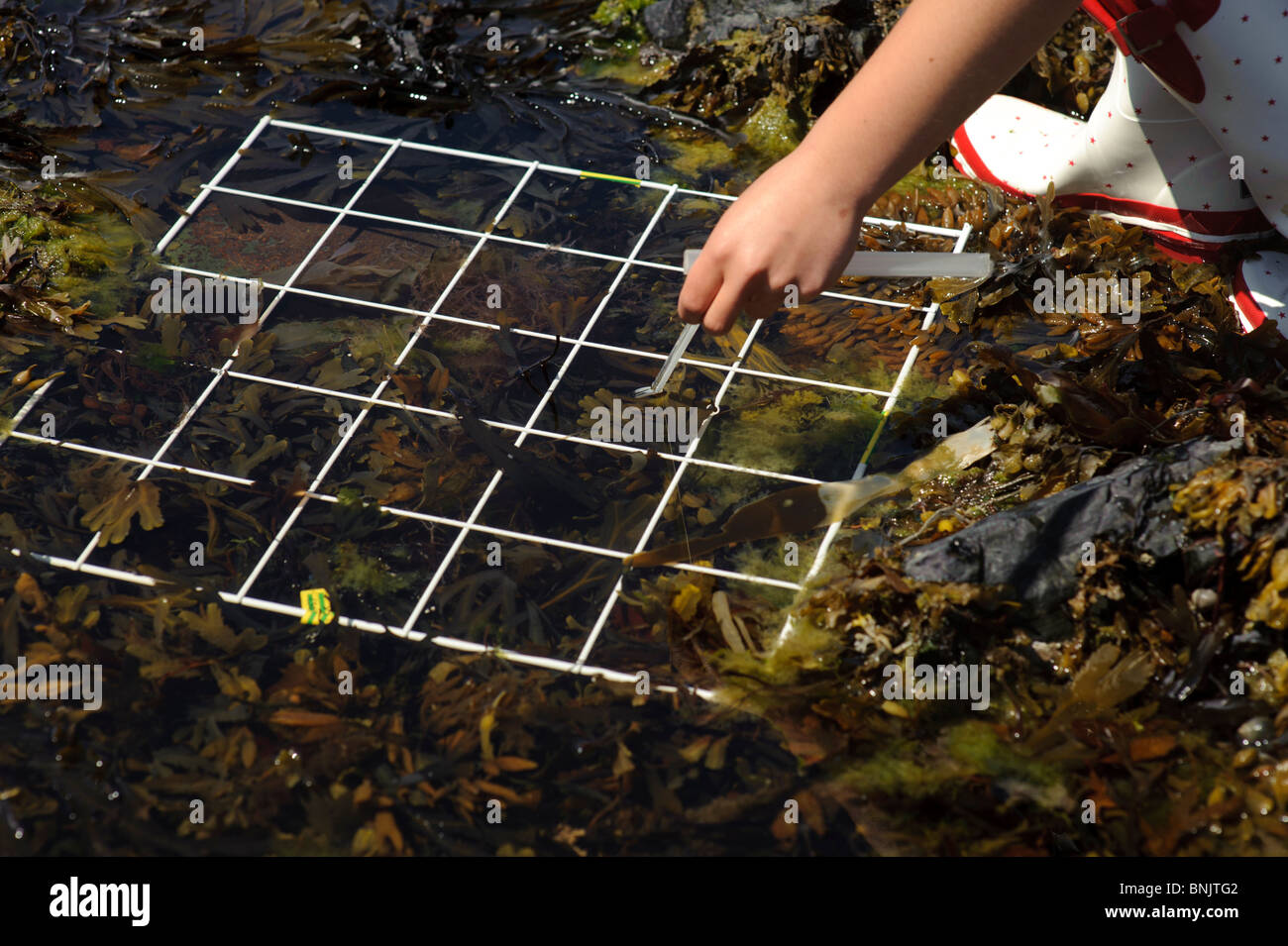 International Baccalaureate student using grid studying marine biology ...
