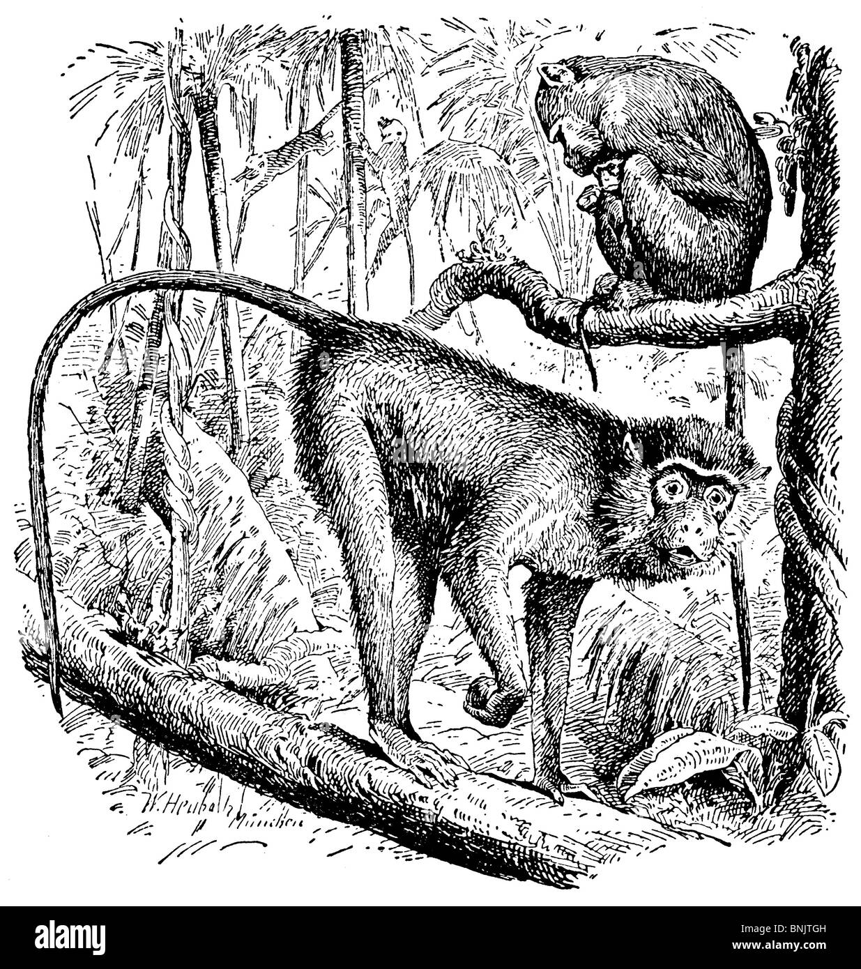 Cercopithecus sabaeus hi-res stock photography and images - Alamy