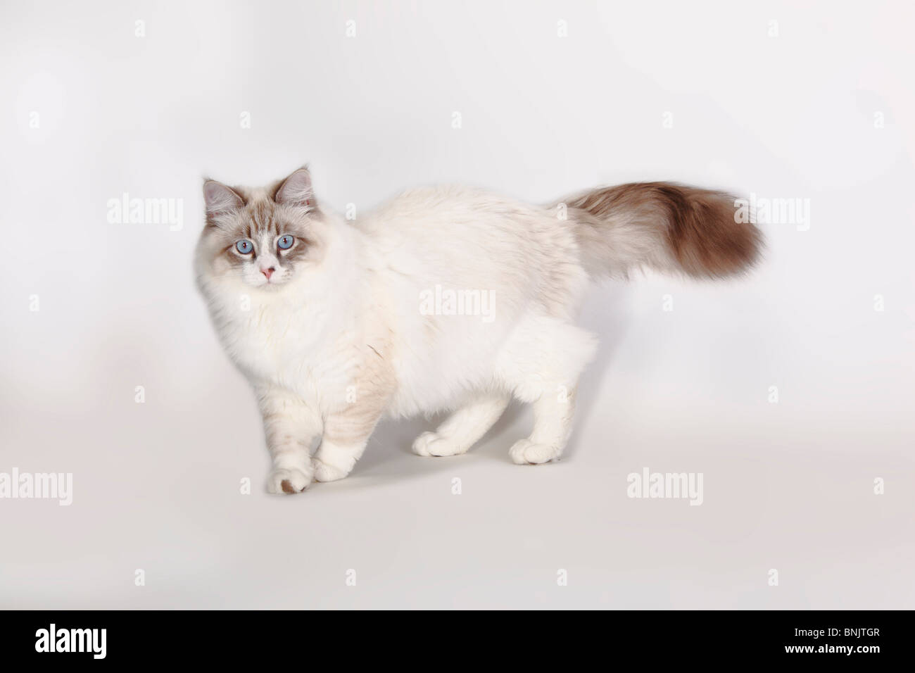 Neva Masquarade, tomcat / Siberian Forest Cat, Siberian Cat, Siberia ...