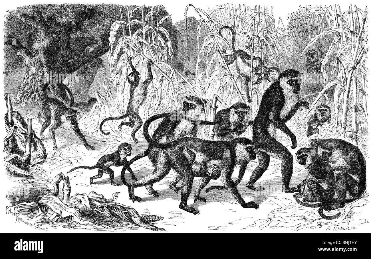 Guenon, Cercopithecus, large group Stock Photo - Alamy