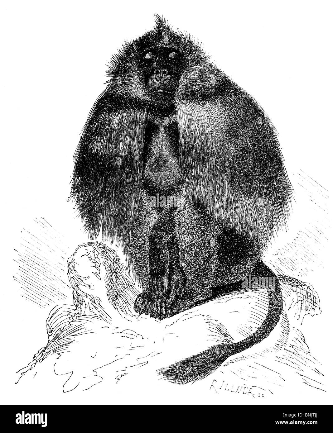 Gelada monkey Cut Out Stock Images & Pictures - Alamy