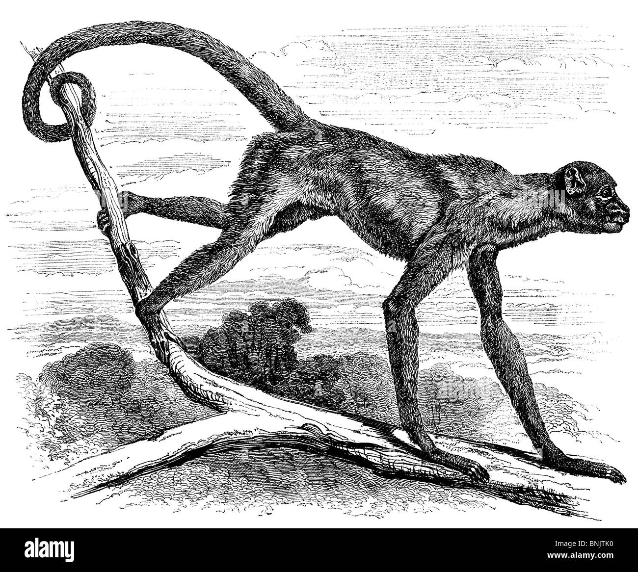 Muriqui, Woolly spider monkey, Brachyteles hypoxanthus Stock Photo - Alamy