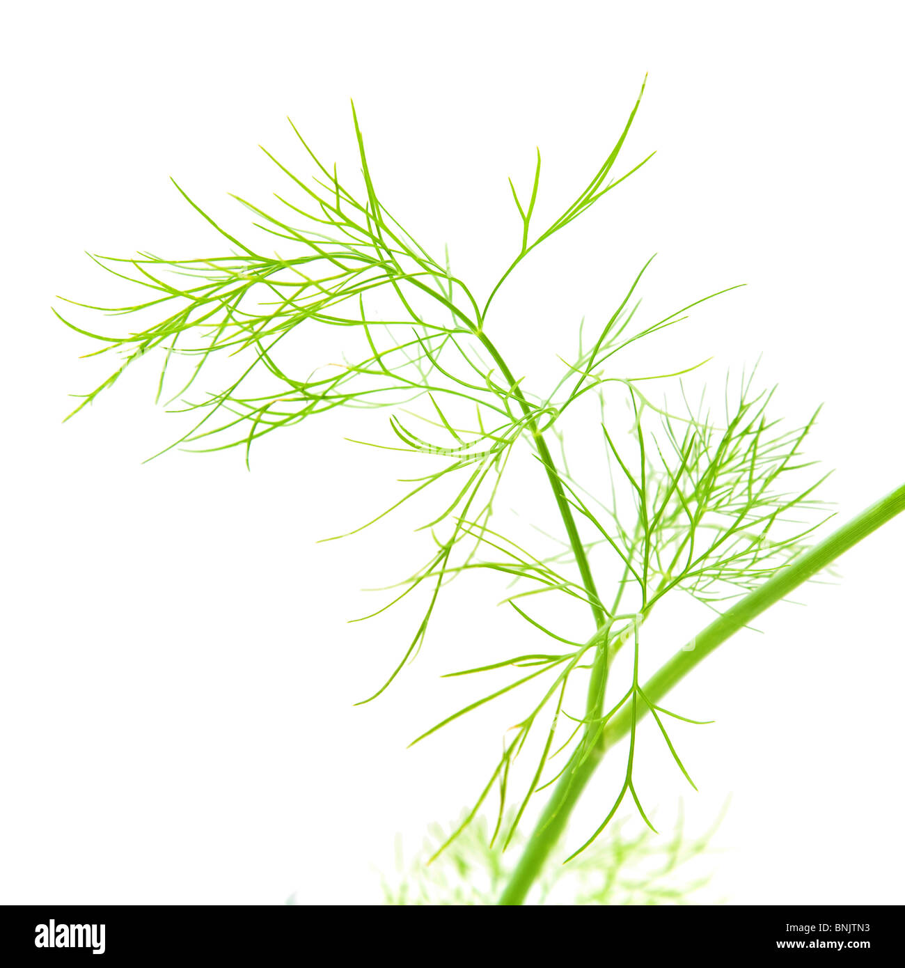 growing dill leaf isolated on white Stock Photo - Alamy