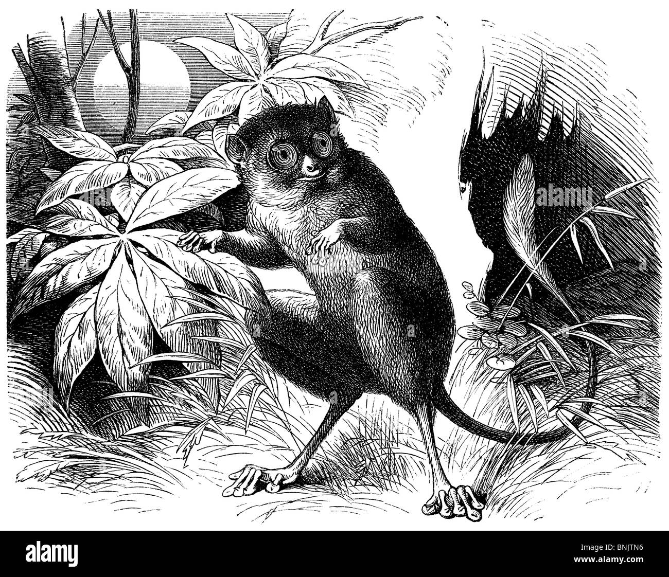 Tarsier monkey Black and White Stock Photos & Images - Alamy