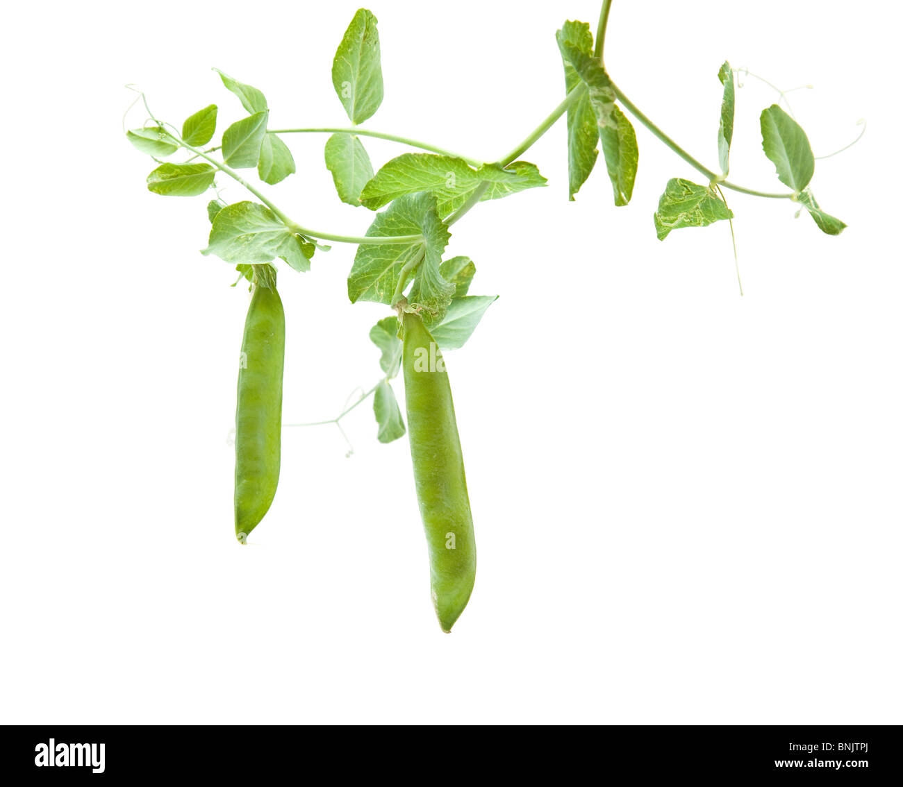 Growing peas isolated hi-res stock photography and images - Alamy