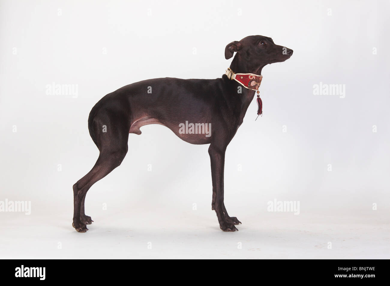 Italian Greyhound, male / Piccolo Levriero Italiano, collar, side Stock ...