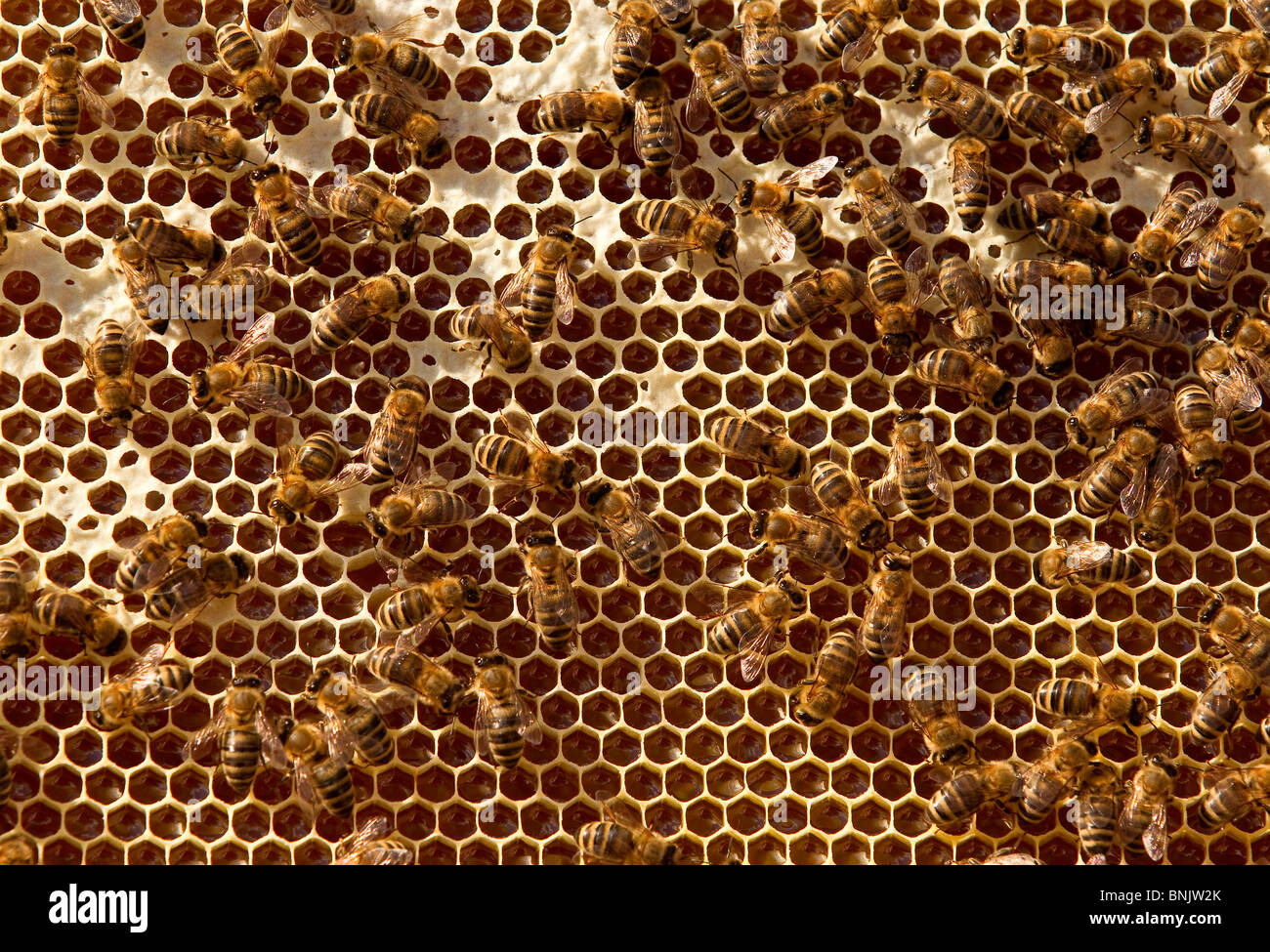 bees on honeycomb Stock Photo - Alamy