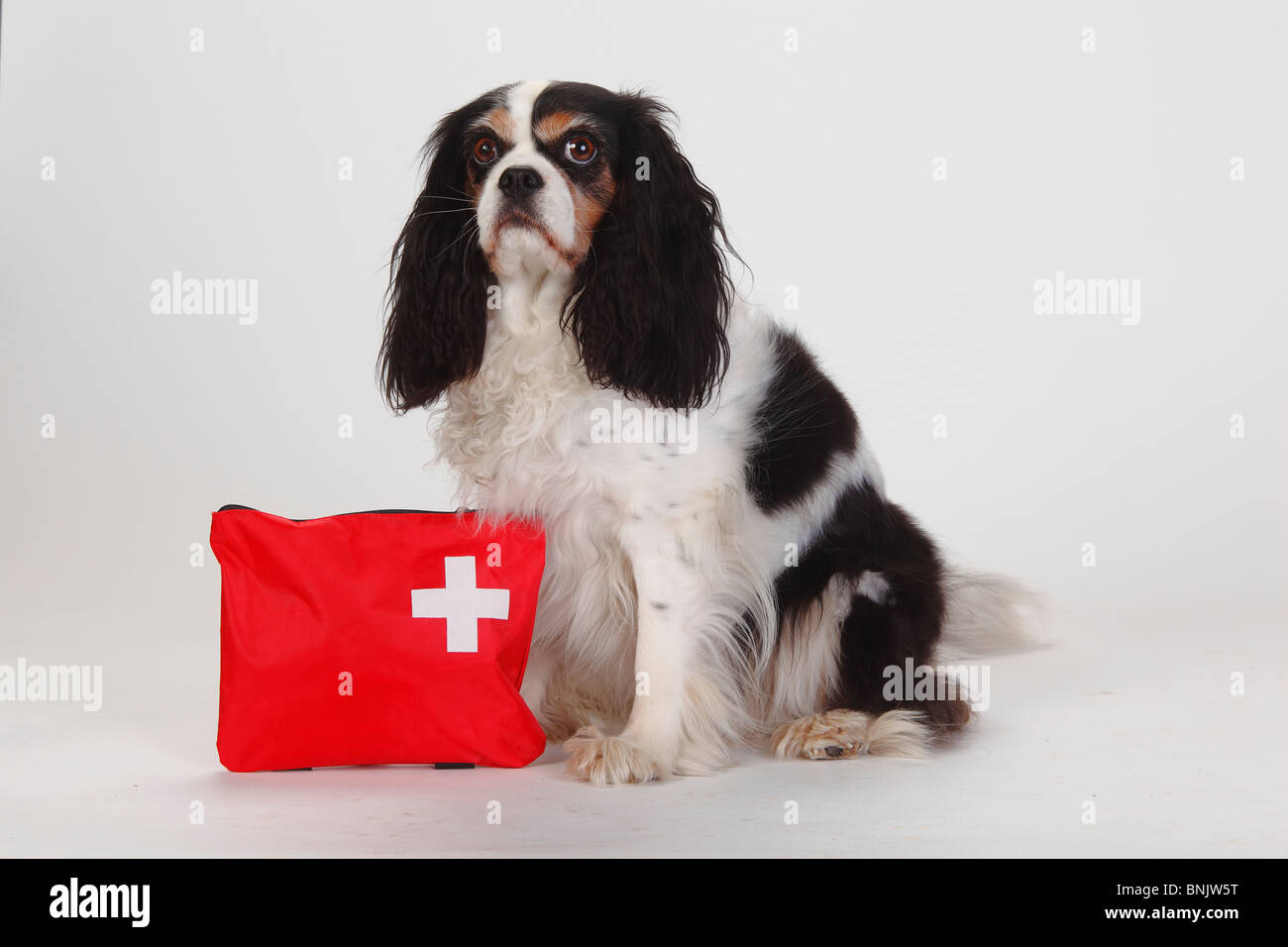 Animal first aid kit hi-res stock photography and images - Alamy