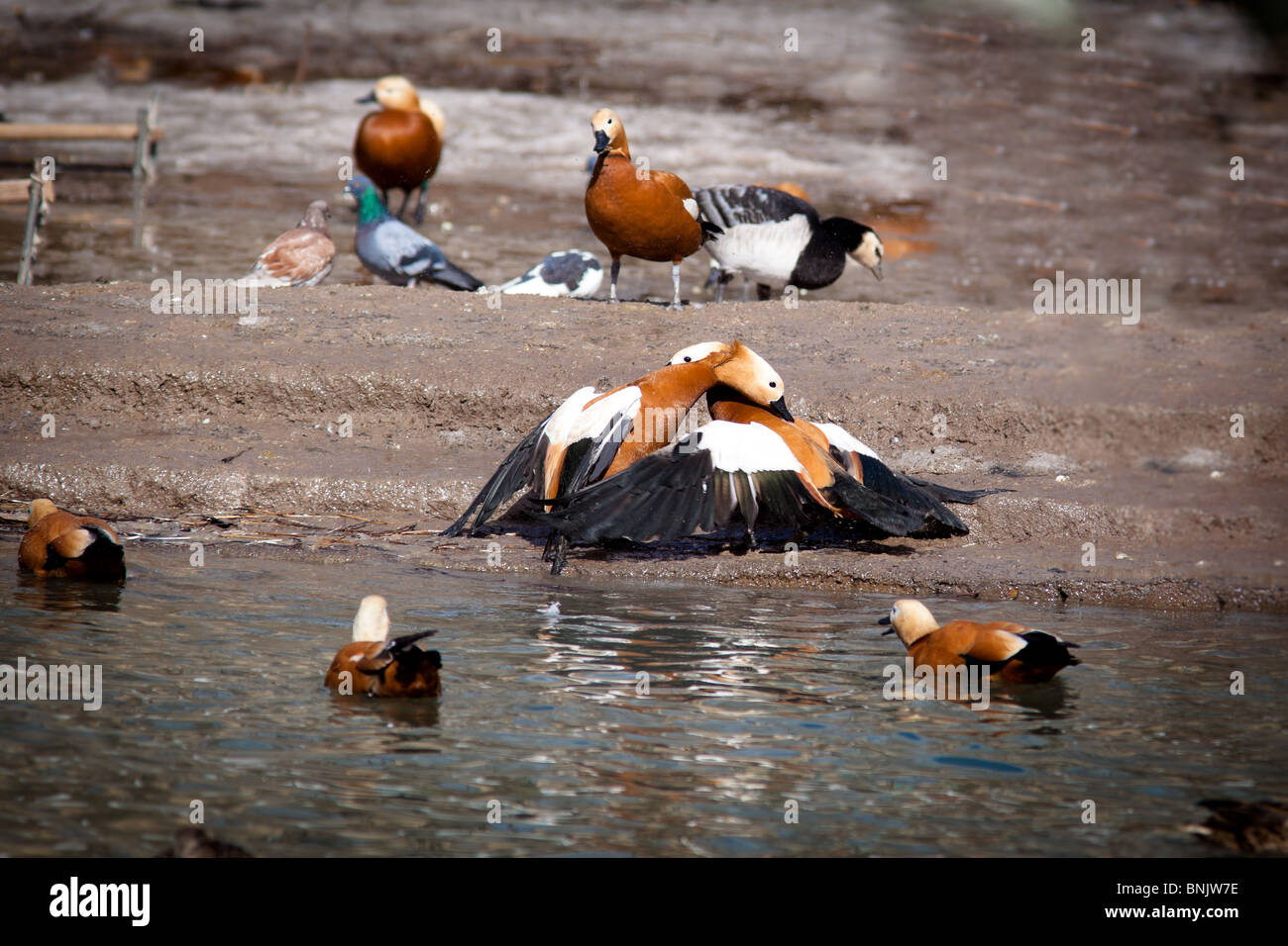 Ruddy Shelduck, or Brahminy Duck (Tadorna ferruginea) is in a zoo Stock ...