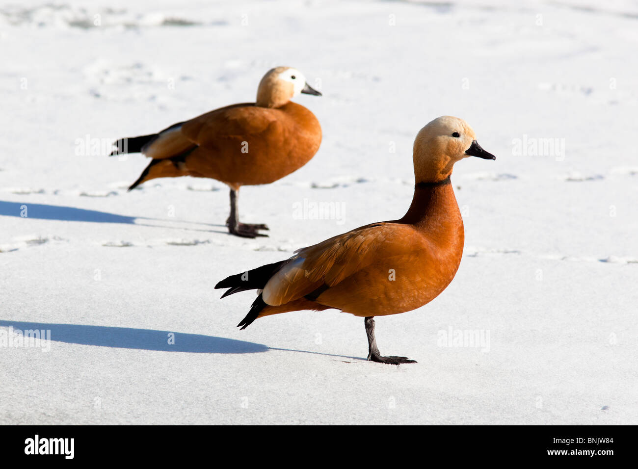 Ruddy shelduck pair hi-res stock photography and images - Alamy