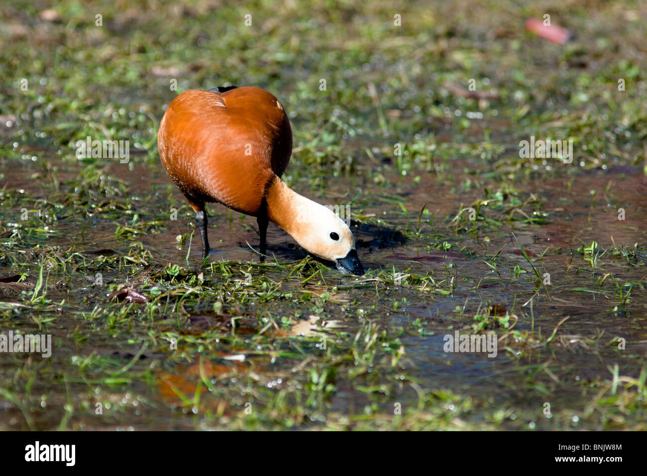 Ruddy Shelduck, known as the Brahminy Duck, (Tadorna ferruginea) is in ...