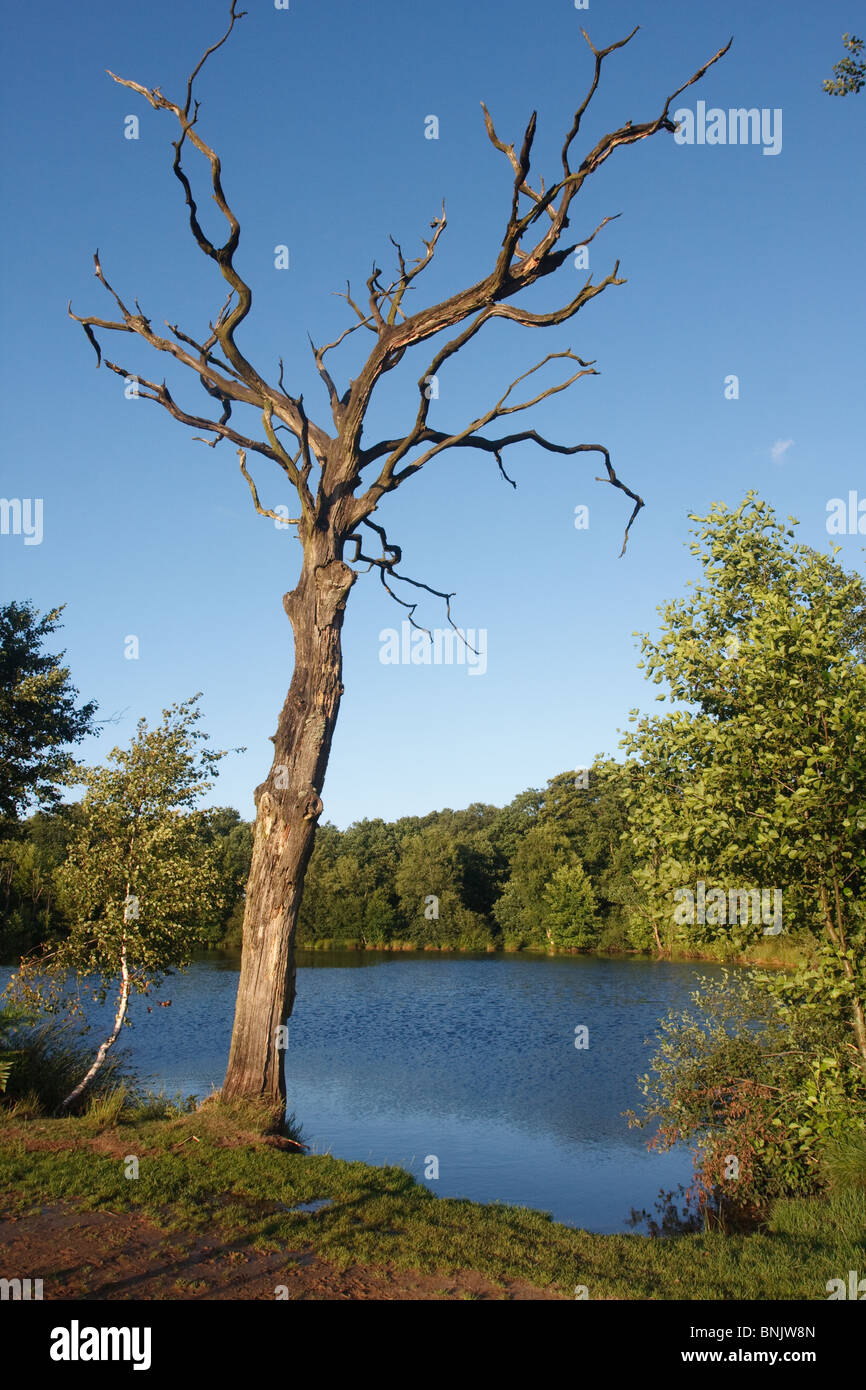 Tree surrounded by water hi-res stock photography and images - Alamy
