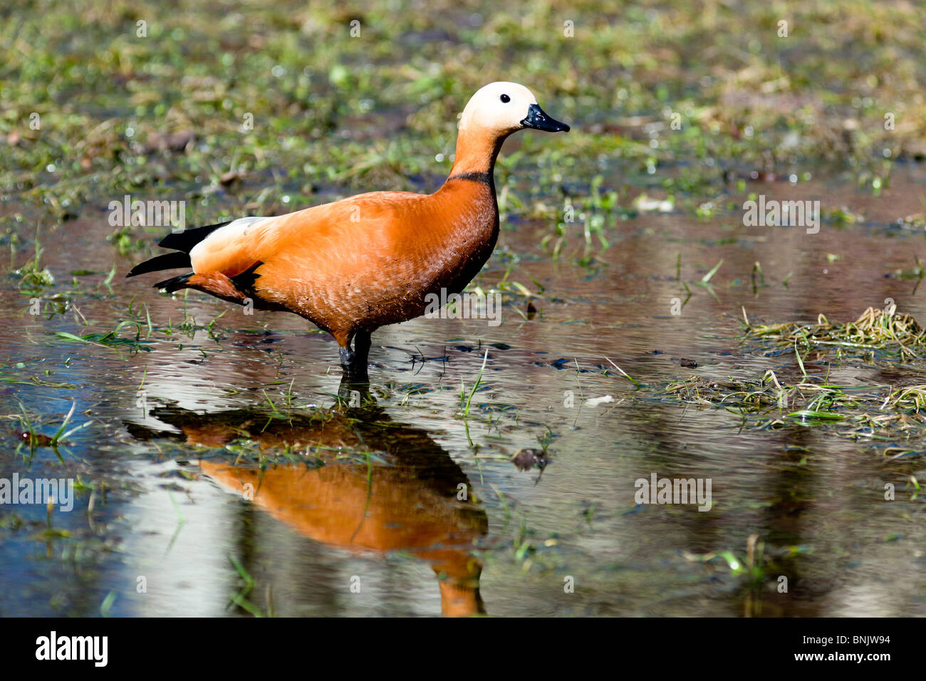 Ruddy Shelduck, known as the Brahminy Duck, (Tadorna ferruginea) is in ...